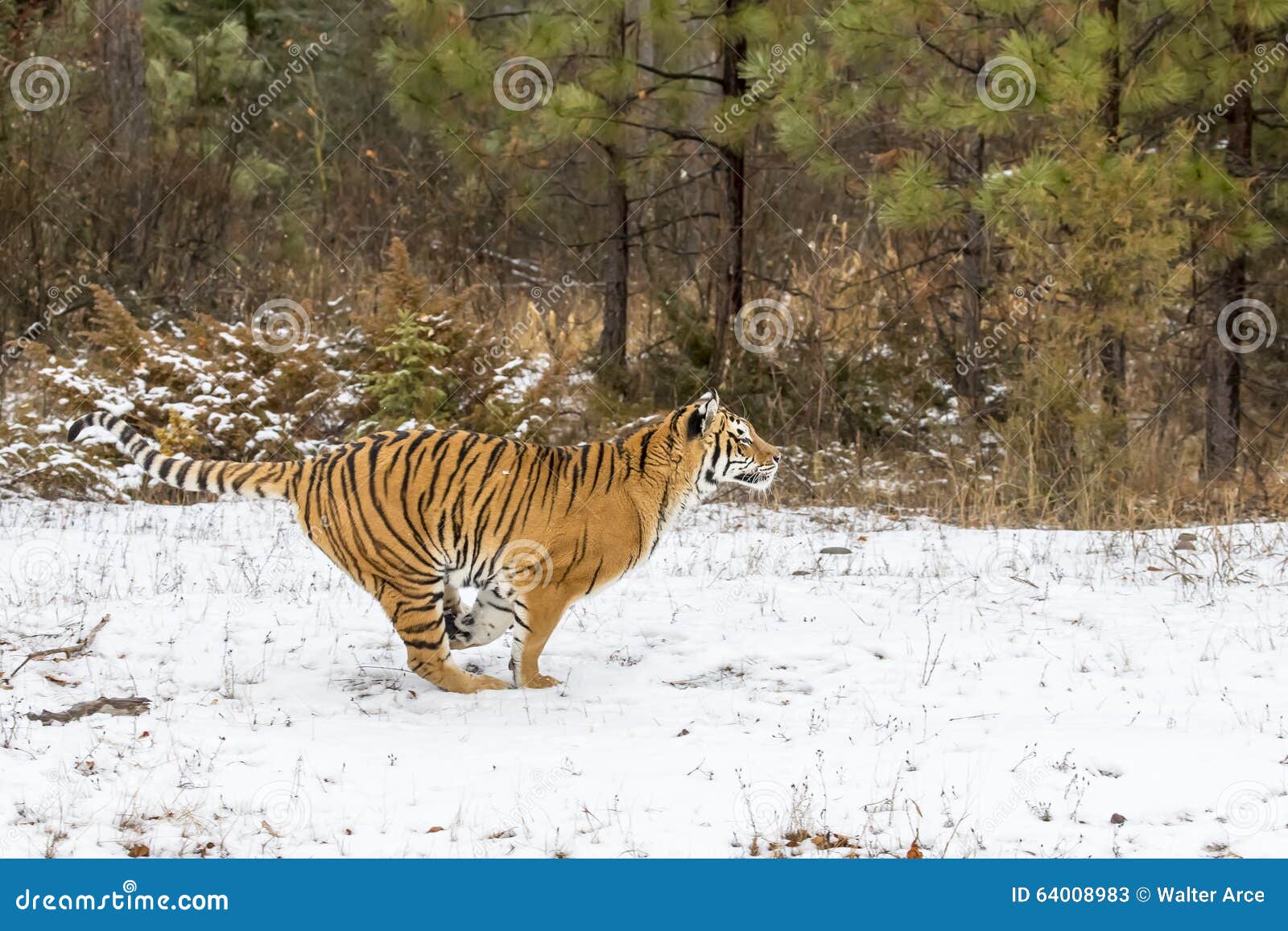 Bengal Tiger stock image. Image of beautiful, cats, predator - 64008983