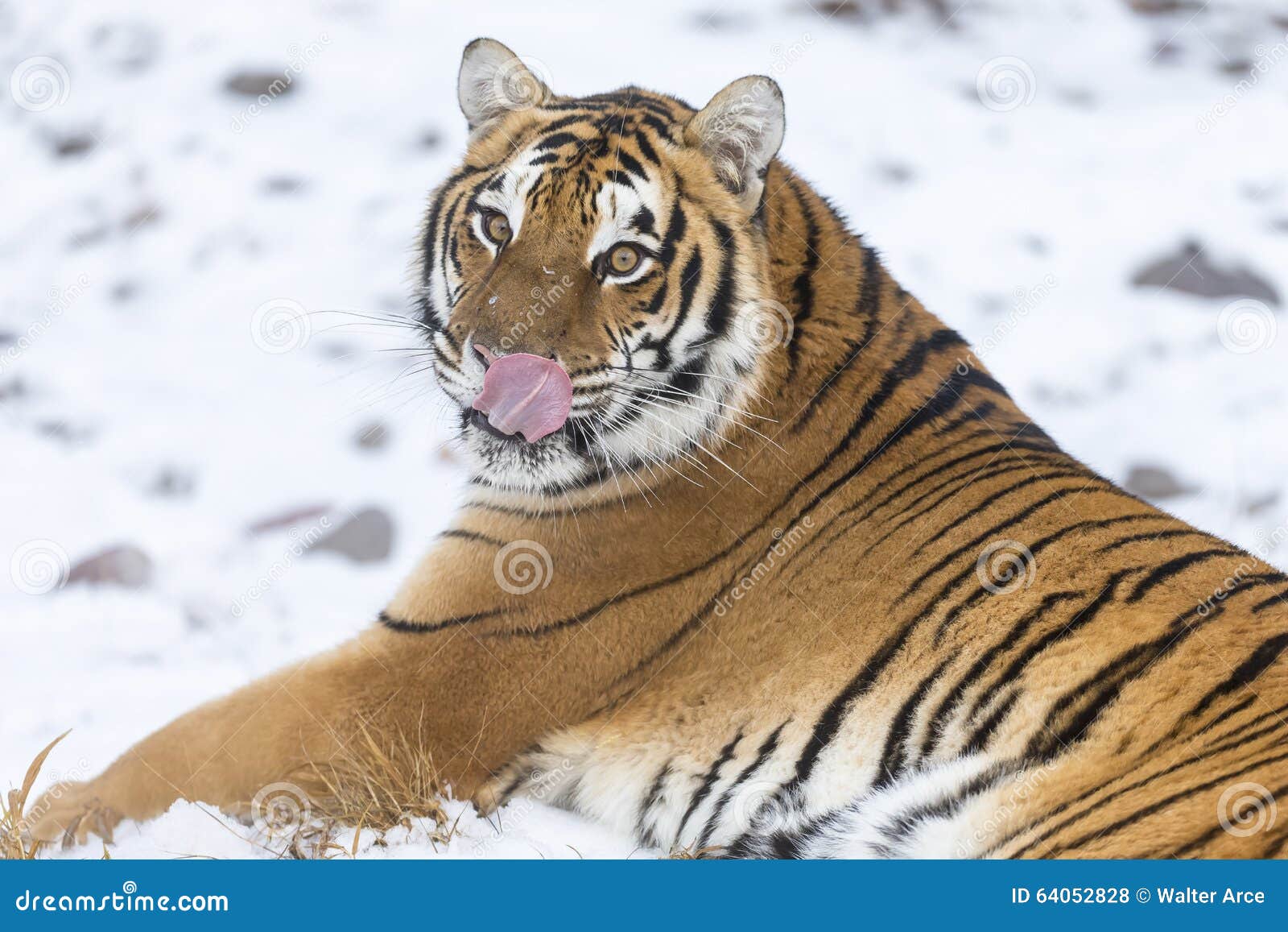 Bengal Tiger stock photo. Image of majestic, nature, beauty - 64052828