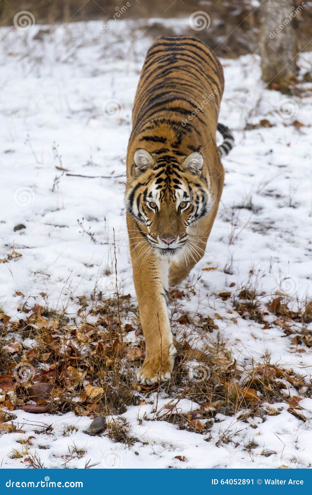 Bengal Tiger stock image. Image of prowling, safari, jungle - 64052891