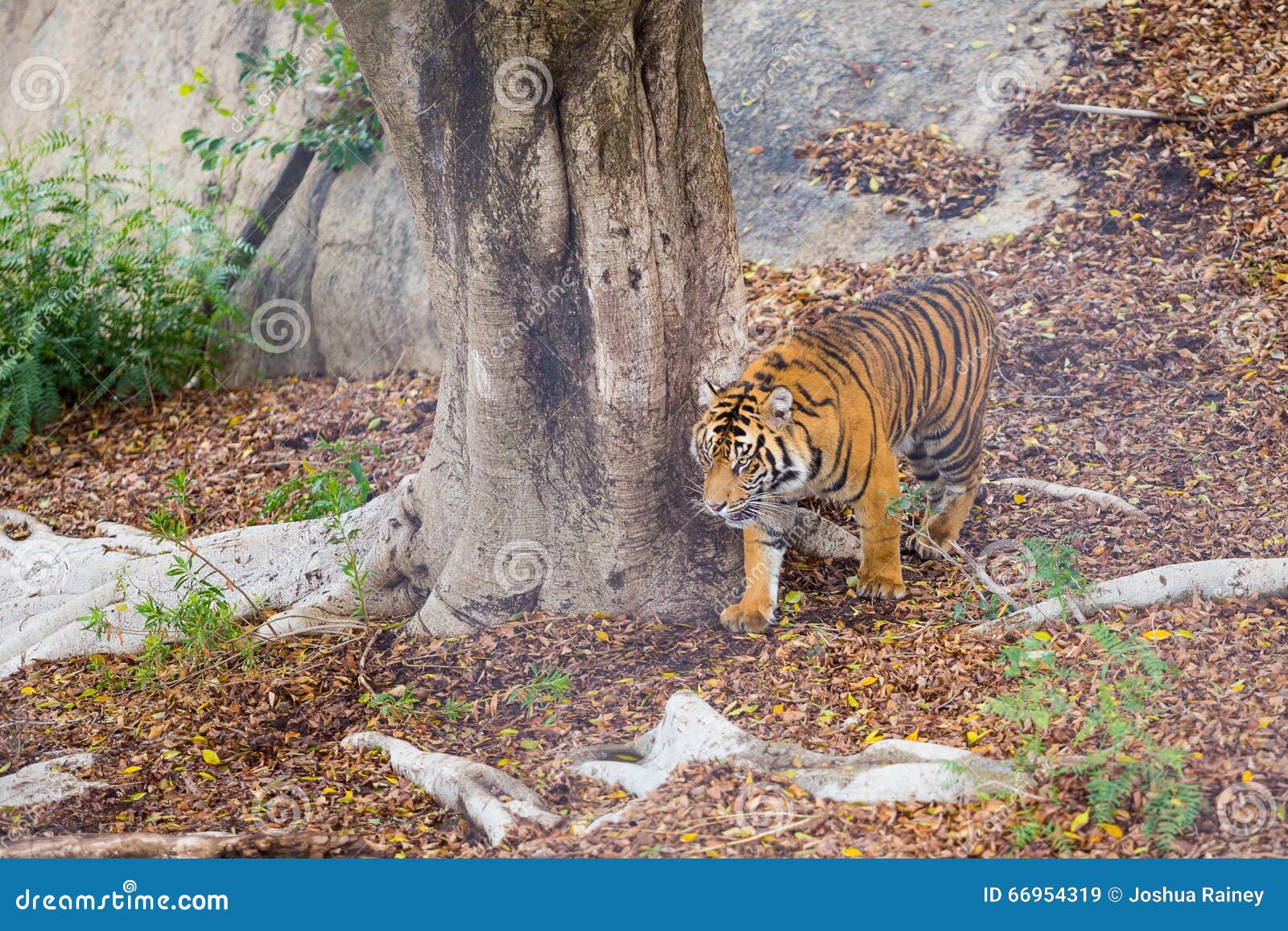 Stalking Bengal Tiger Stock Photo | CartoonDealer.com #194696952