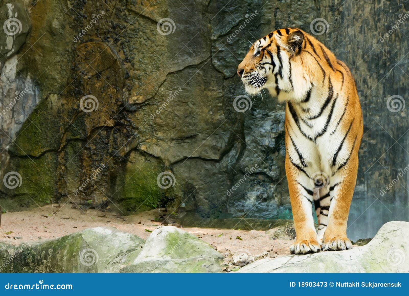 Bengal Tiger Standing Facing To the Side Stock Image - Image of wild ...