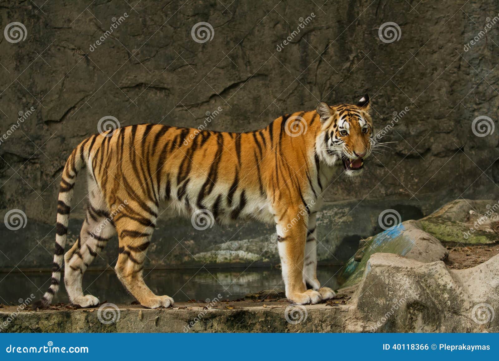 Bengal tiger standing stock photo. Image of aggressive - 40118366