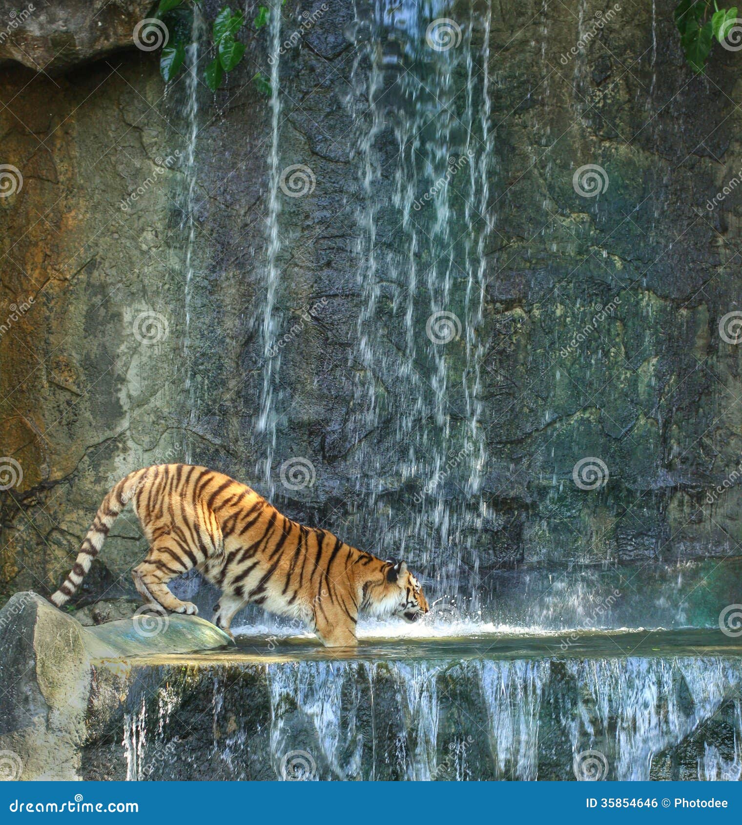Bengal Tiger Standing on the Rock Stock Photo - Image of dark, india ...