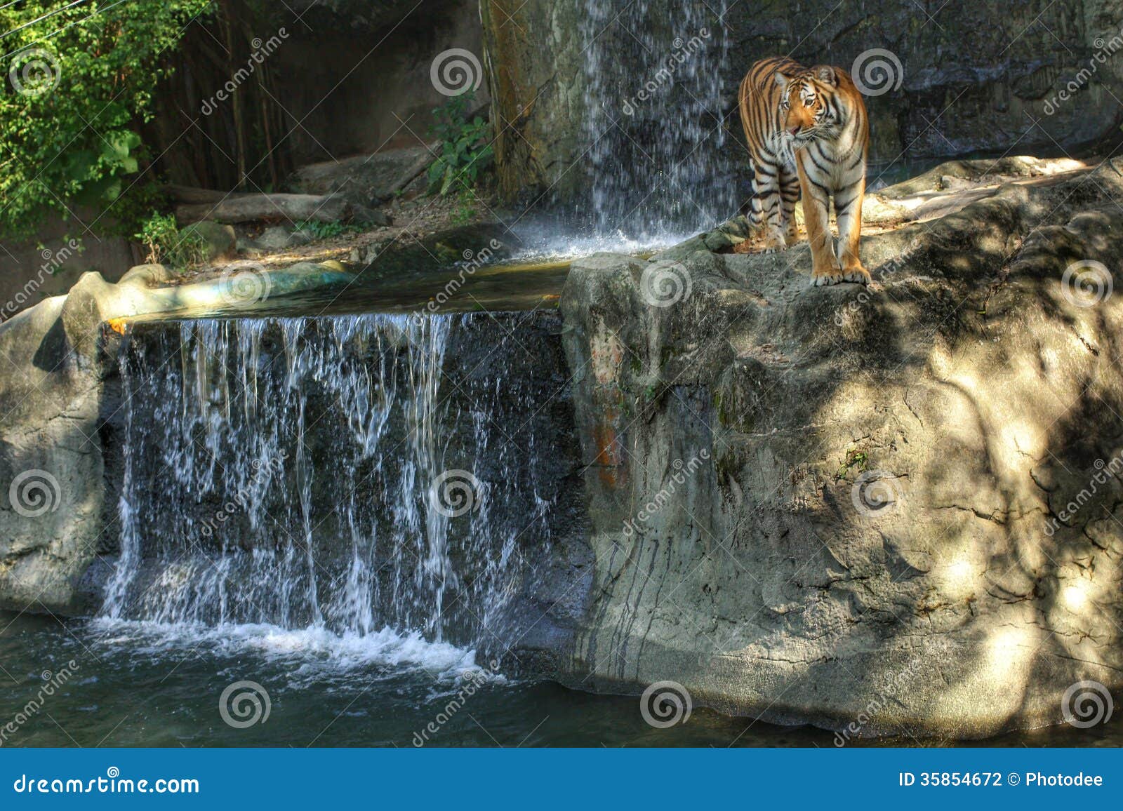 Bengal Tiger Standing on the Rock Stock Photo - Image of tropical ...