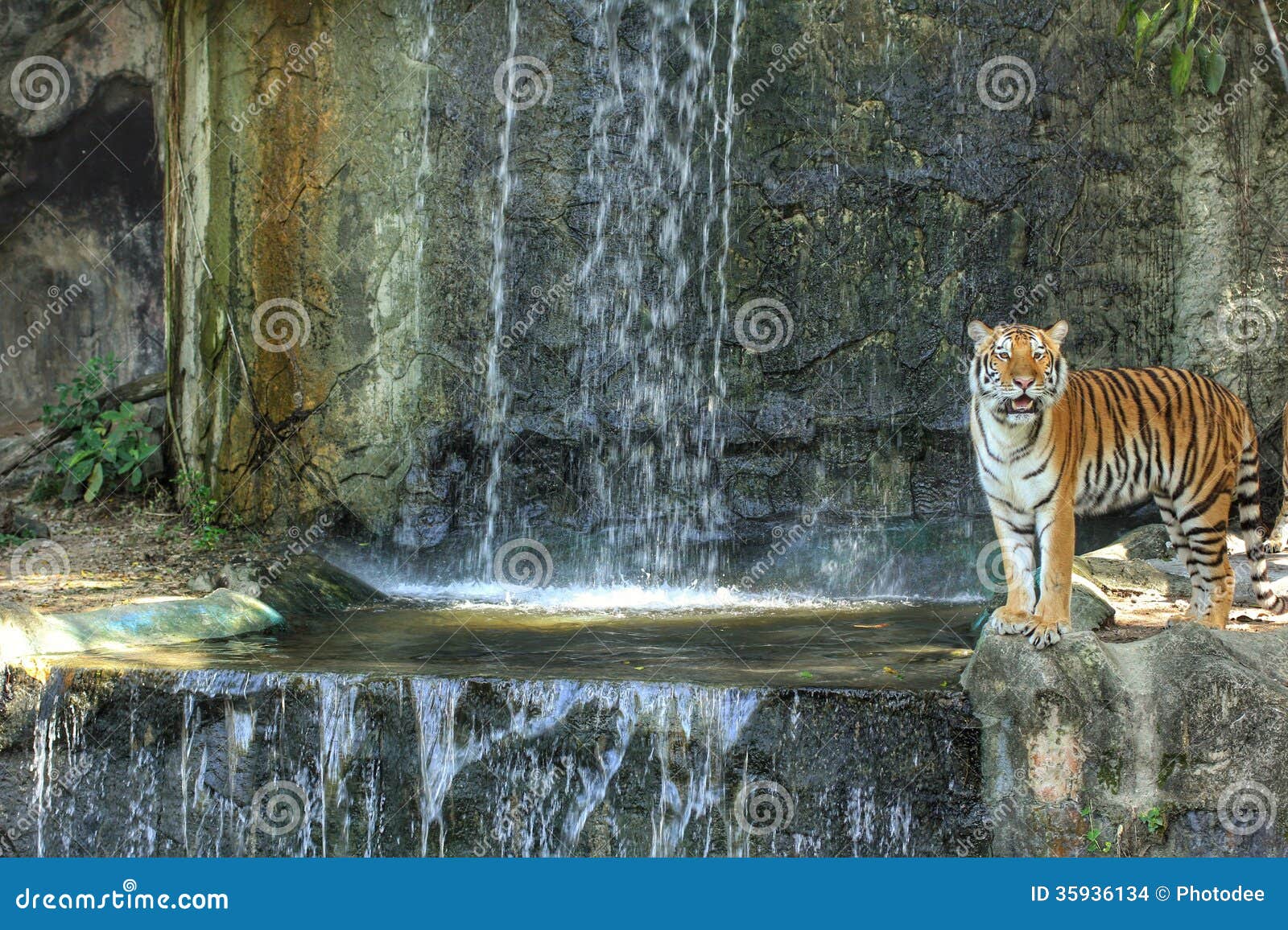 Bengal Tiger Standing on the Rock Stock Photo - Image of elegant ...