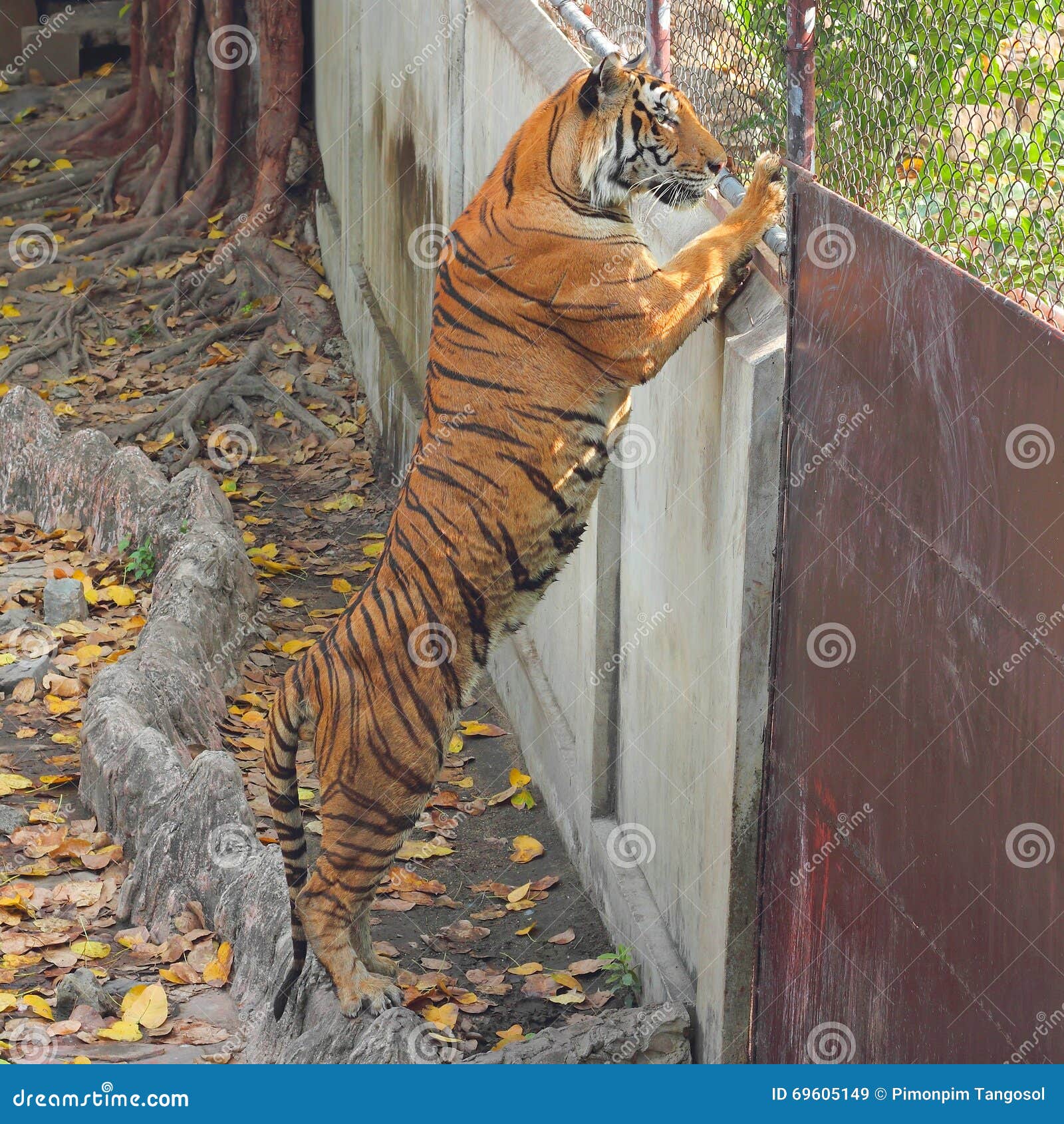 Bengal Tiger stock image. Image of striped, mammal, standing - 69605149