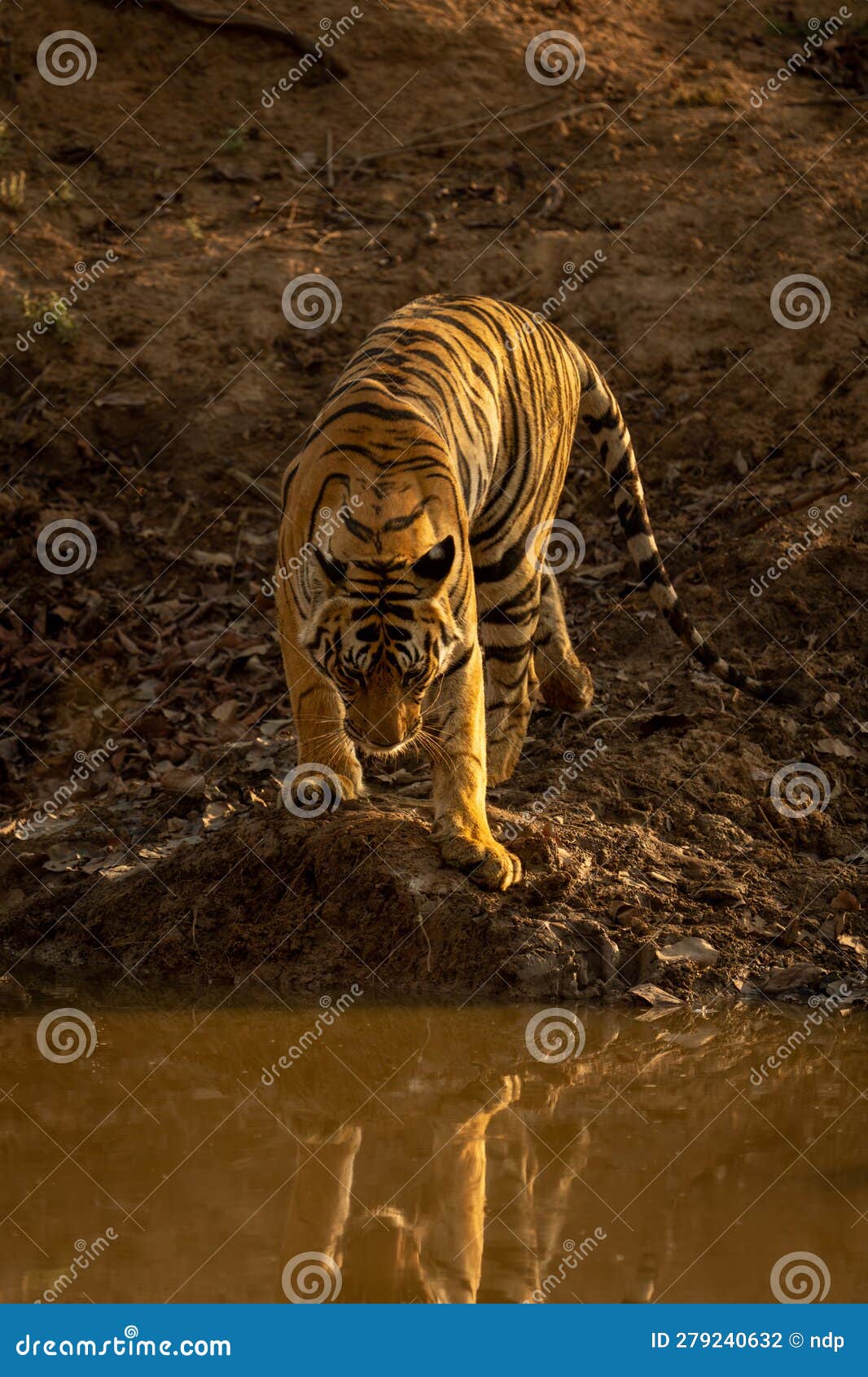 Bengal Tiger Stands beside Waterhole in Shadows Stock Photo - Image of ...