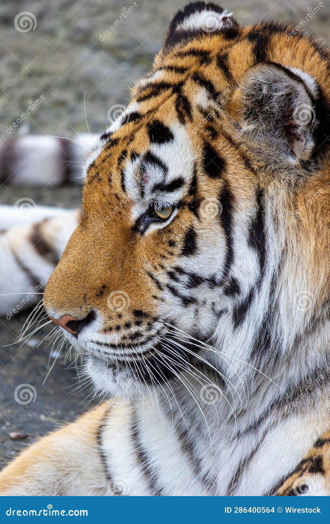 Bengal Tiger Stares into the Distance with a Fierce, Intense Expression ...