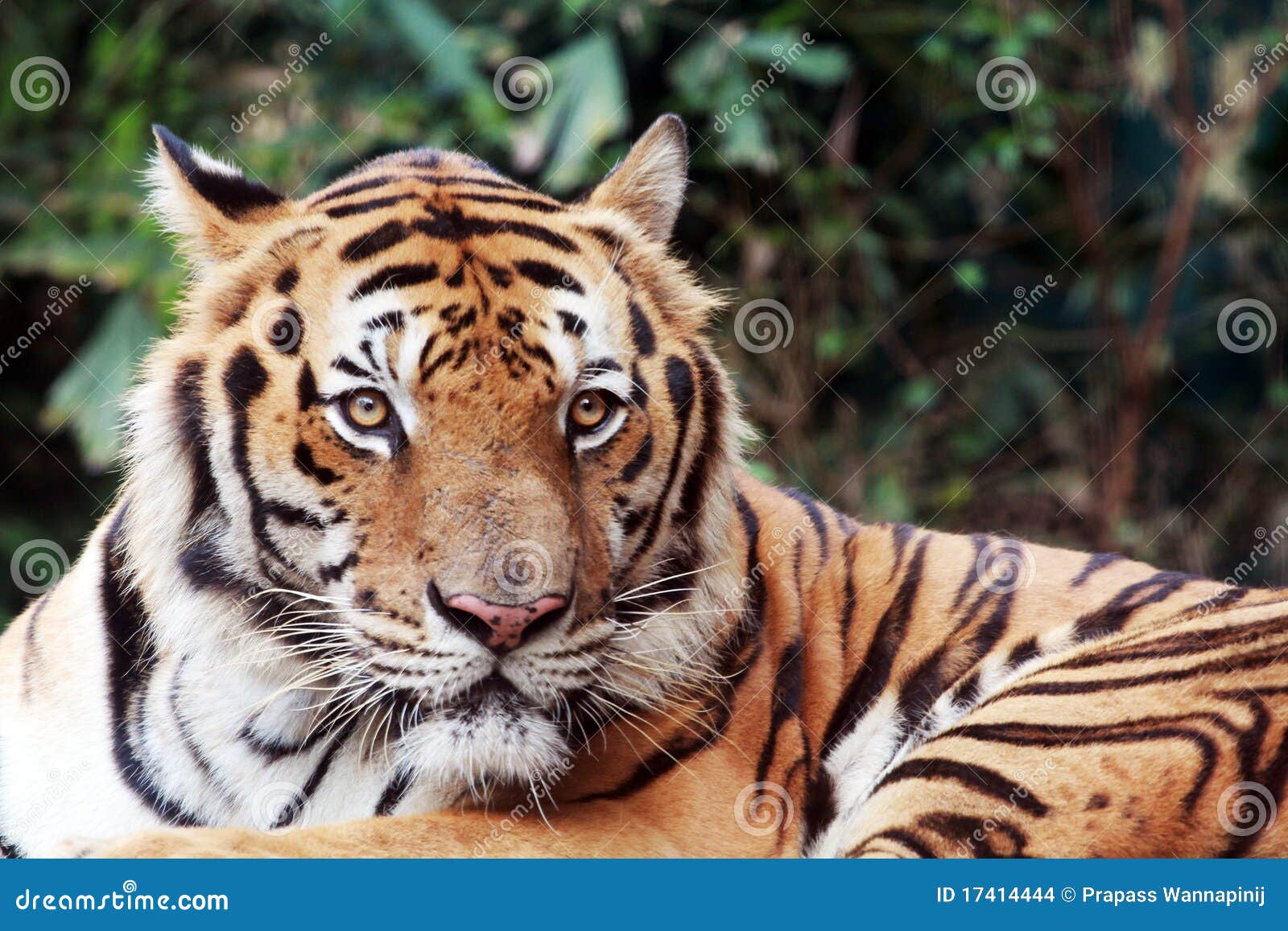 Bengal Tiger Staring at the Camera Stock Photo - Image of front ...
