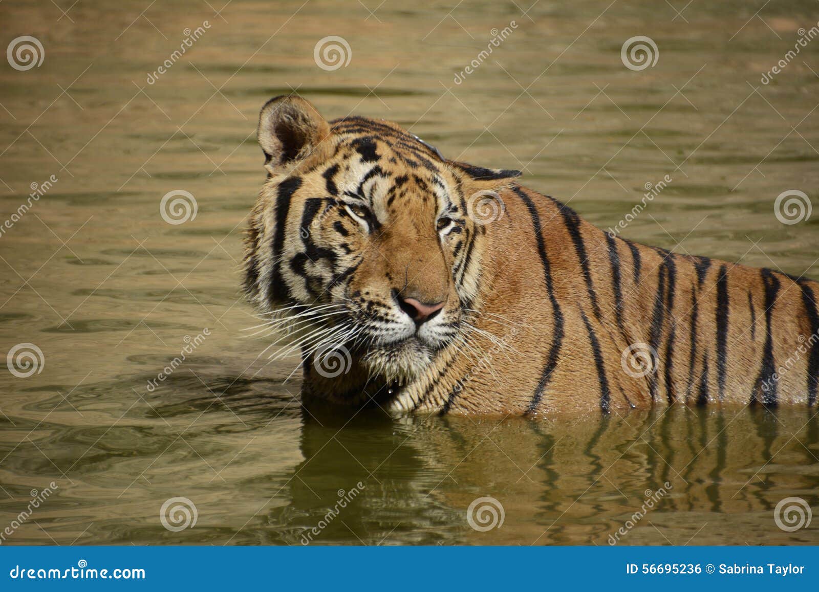 Bengal Tiger Staring Off in the Water Stock Photo - Image of bengal ...