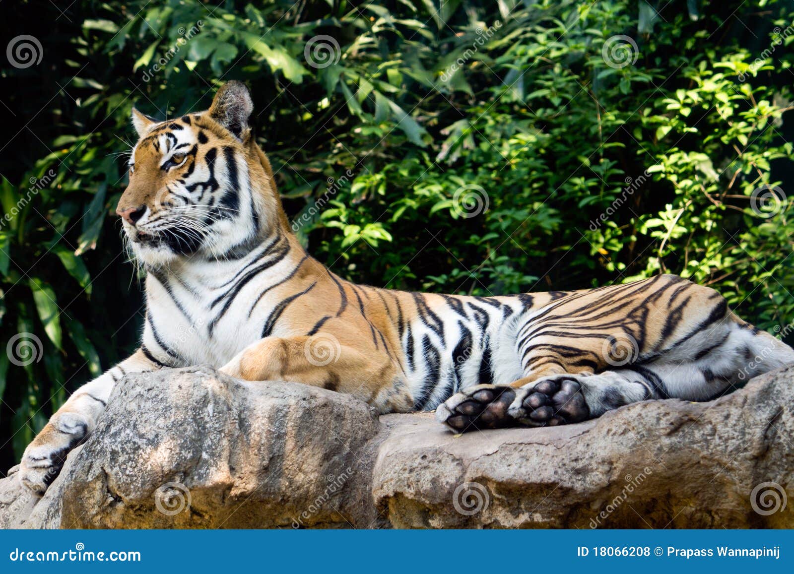 Bengal Tiger Staring at Something Stock Photo - Image of wild, safari ...