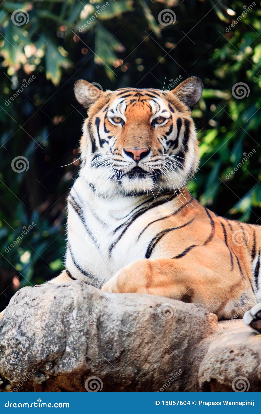 Bengal Tiger Staring at Something Stock Photo - Image of stripes ...