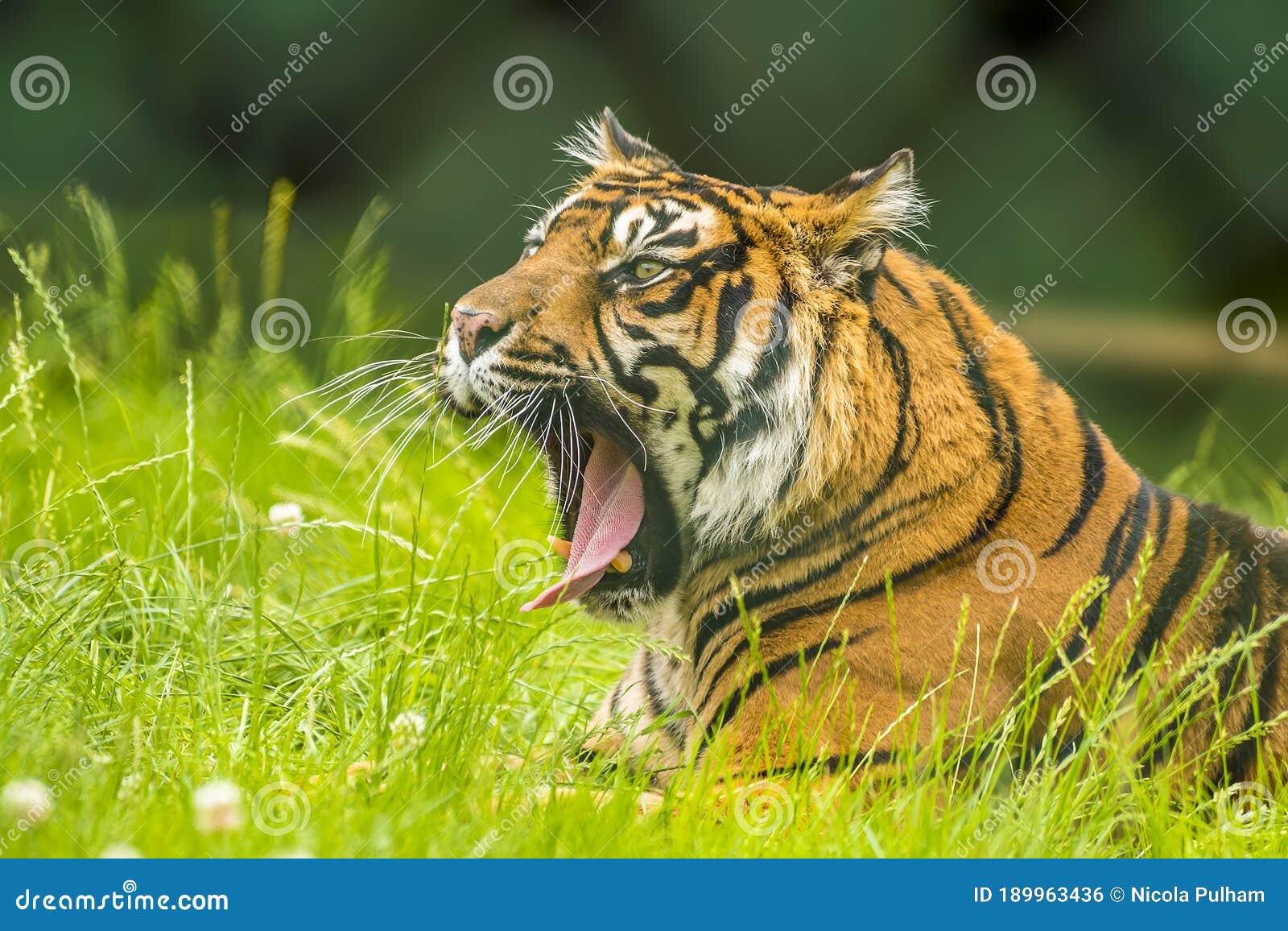 A Bengal Tiger Starting a Roar from the Long Grass Stock Photo - Image ...