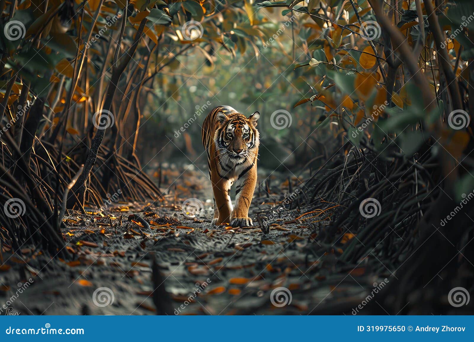 Bengal Tiger Stealthily Roaming Forest Filled with Trees Stock ...