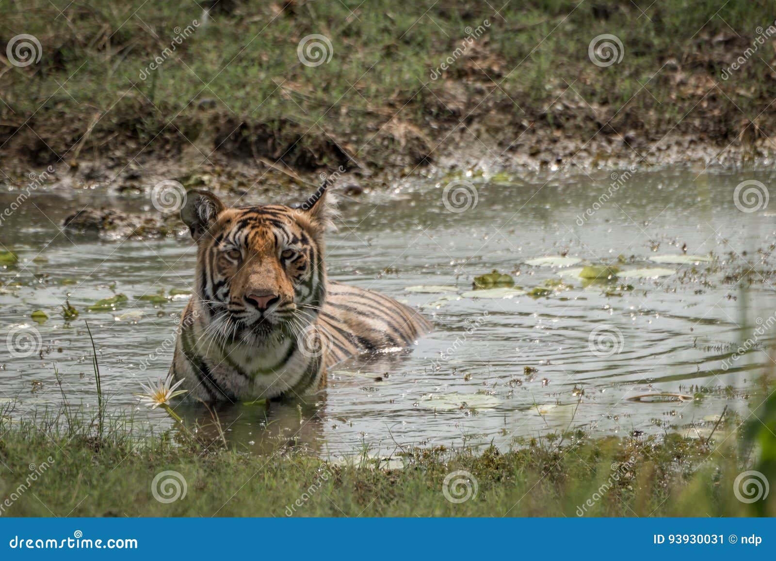 Bengal Tiger in Stream Looking at Camera Stock Image - Image of striped ...