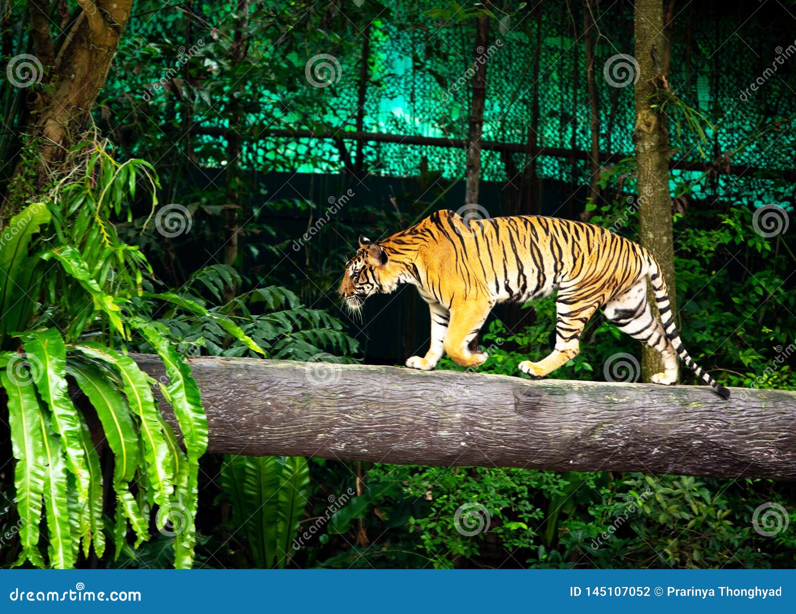 Bengal Tiger, Sumatran Tiger Walks on the Timber Zoo Stock Photo ...