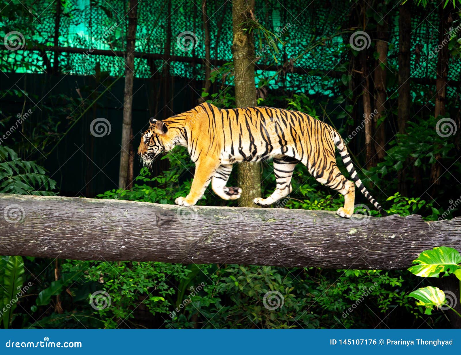 Tiger On The Timber. Stock Photography | CartoonDealer.com #81155570