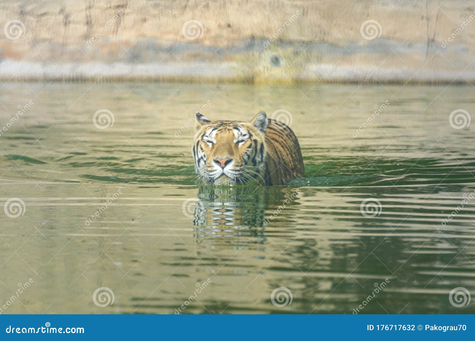 Bengal tiger in a river stock photo. Image of head, bengal - 176717632