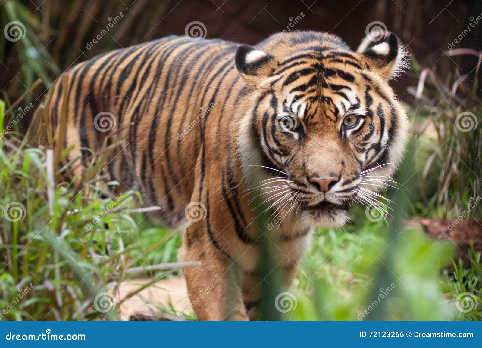 Sydney Toronga Zoo Stock Photos - Free & Royalty-Free Stock Photos from ...