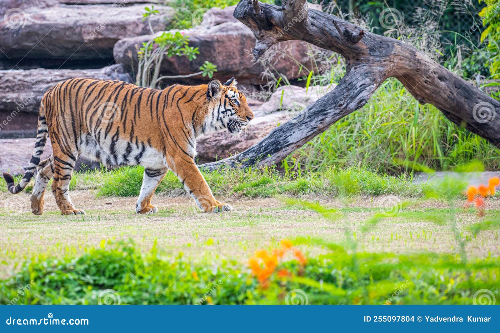 A bengal tiger on a walk stock photo. Image of sitting - 255097804