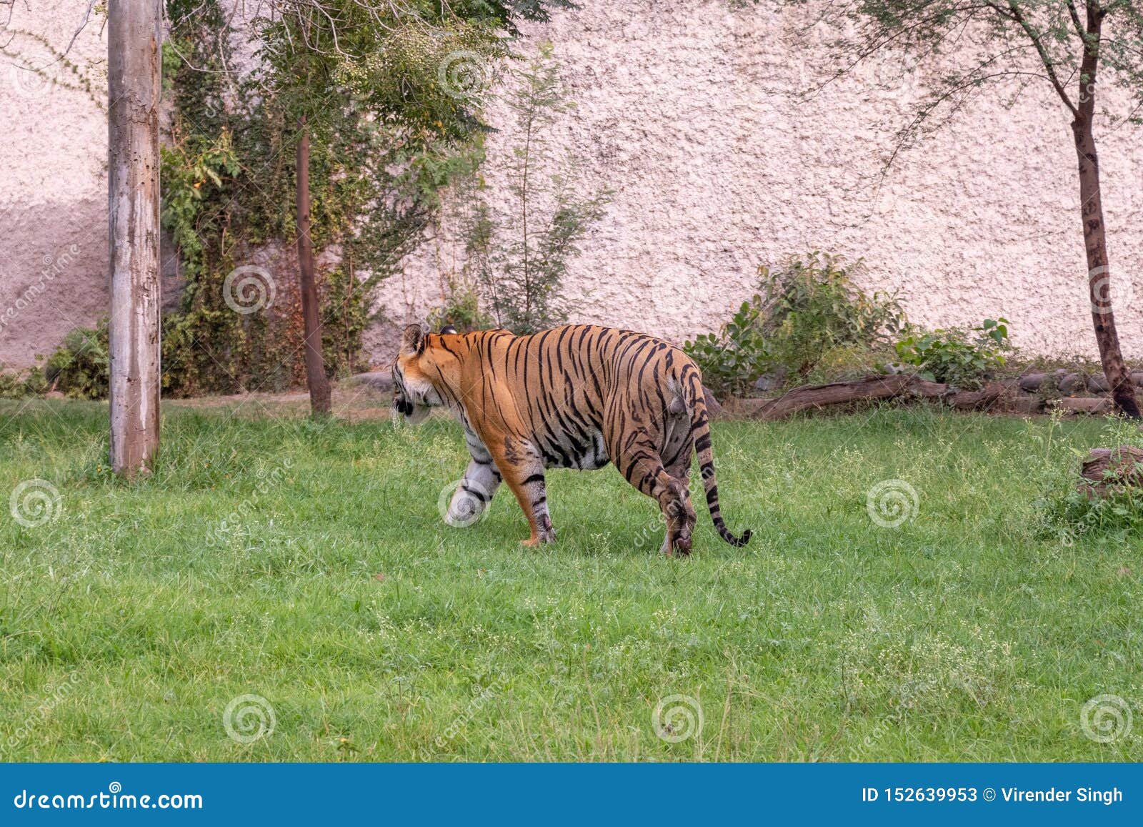 Tiger Walking Grass Stock Images - Download 1,242 Royalty Free Photos