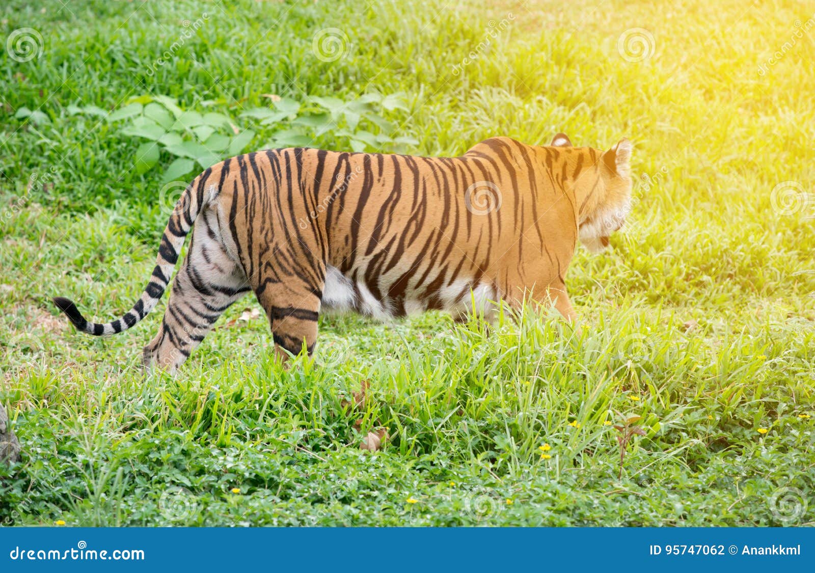 Bengal Tiger Walking among Green Grass Stock Photo - Image of grass ...