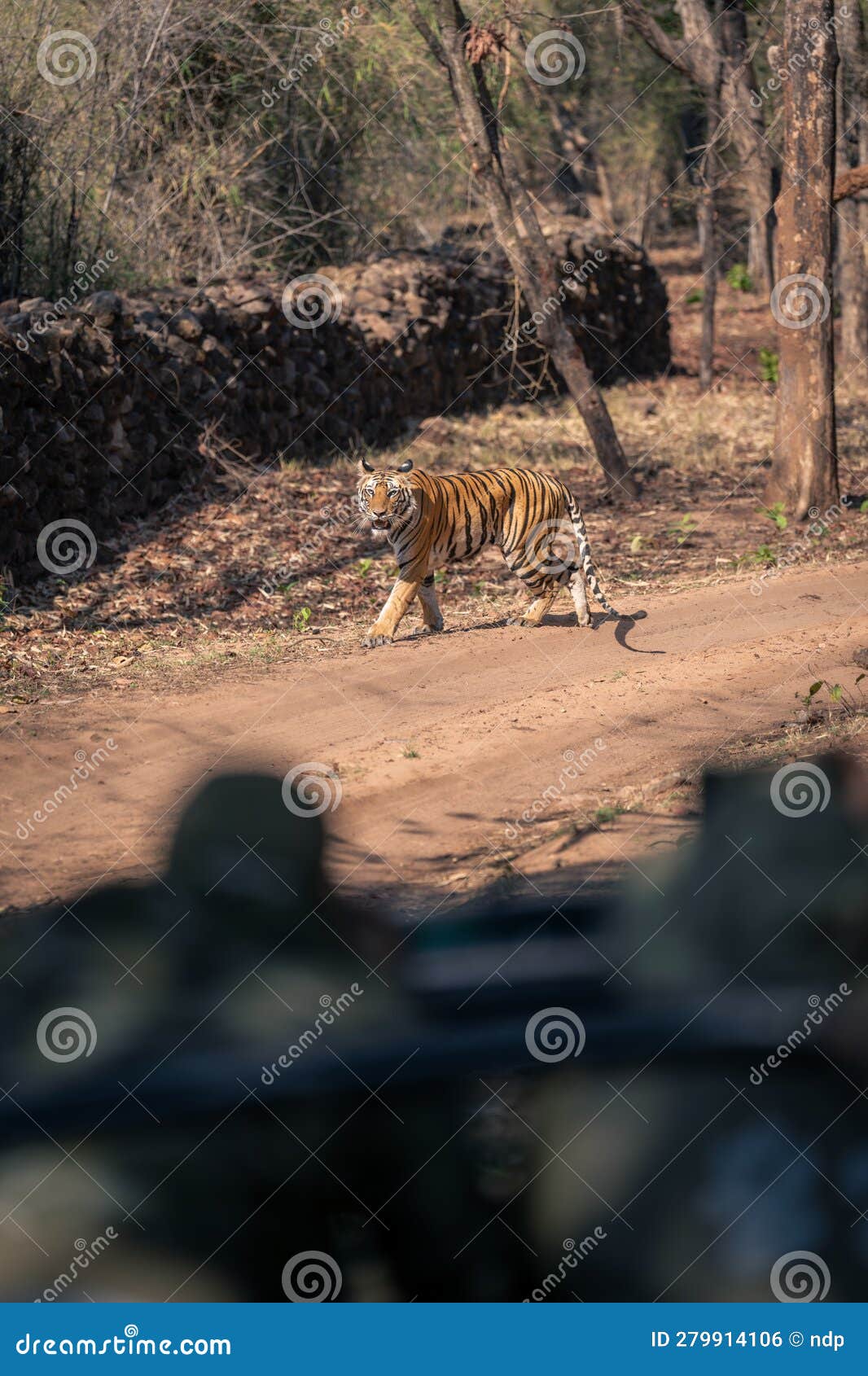 Bengal Tiger Walks Down Track Near Jeep Stock Photo - Image of ...