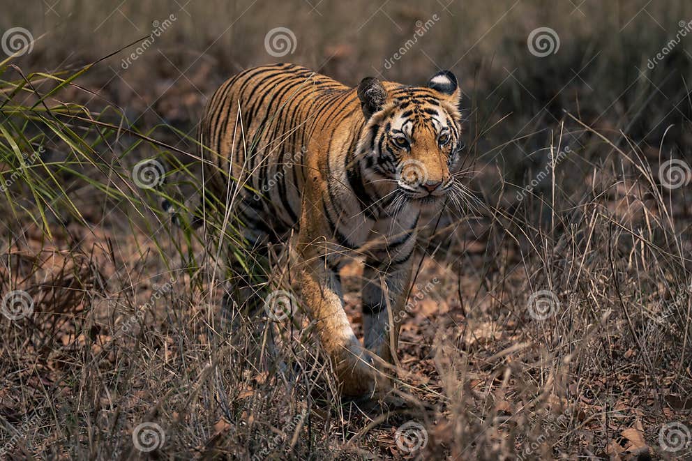 Bengal Tiger Walks Through Grass Towards Camera Stock Image Image Of Nature Landscape 279914135