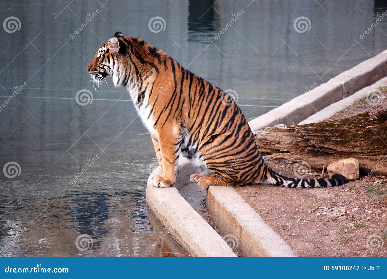 Bengal-Tiger am Washington DC-Zoo Stockfoto - Bild von armband, katze ...