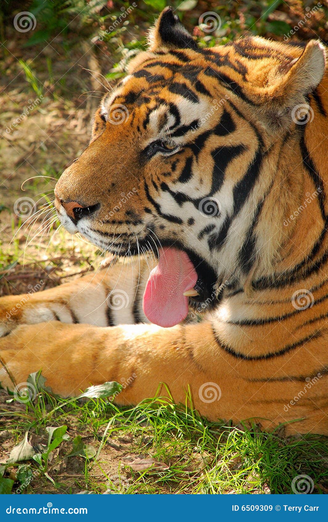 Bengal tiger yawning stock image. Image of mammals, outdoors - 6509309