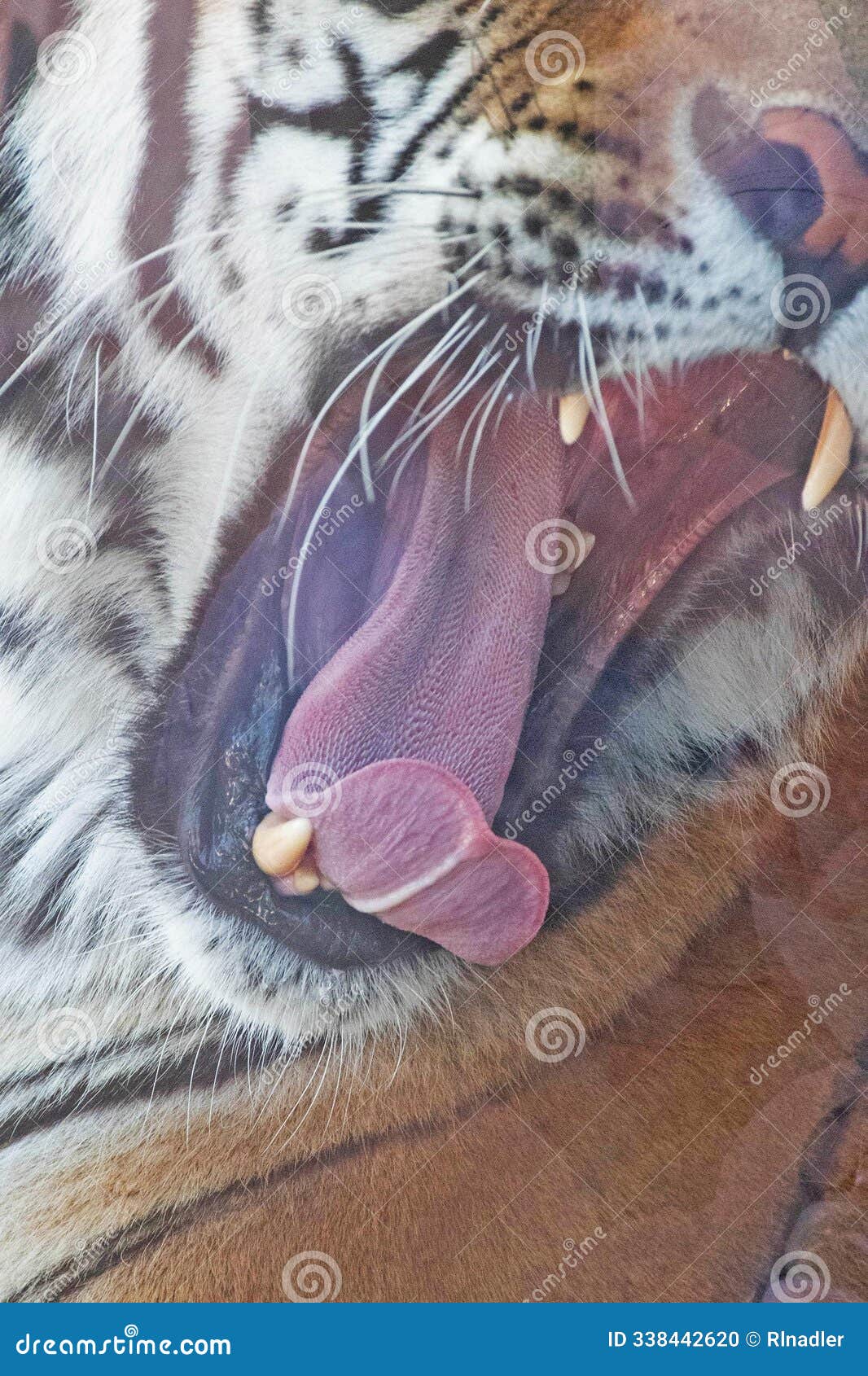 Bengal Tiger Yawning and Saying Ah Stock Photo - Image of mane, teeth ...