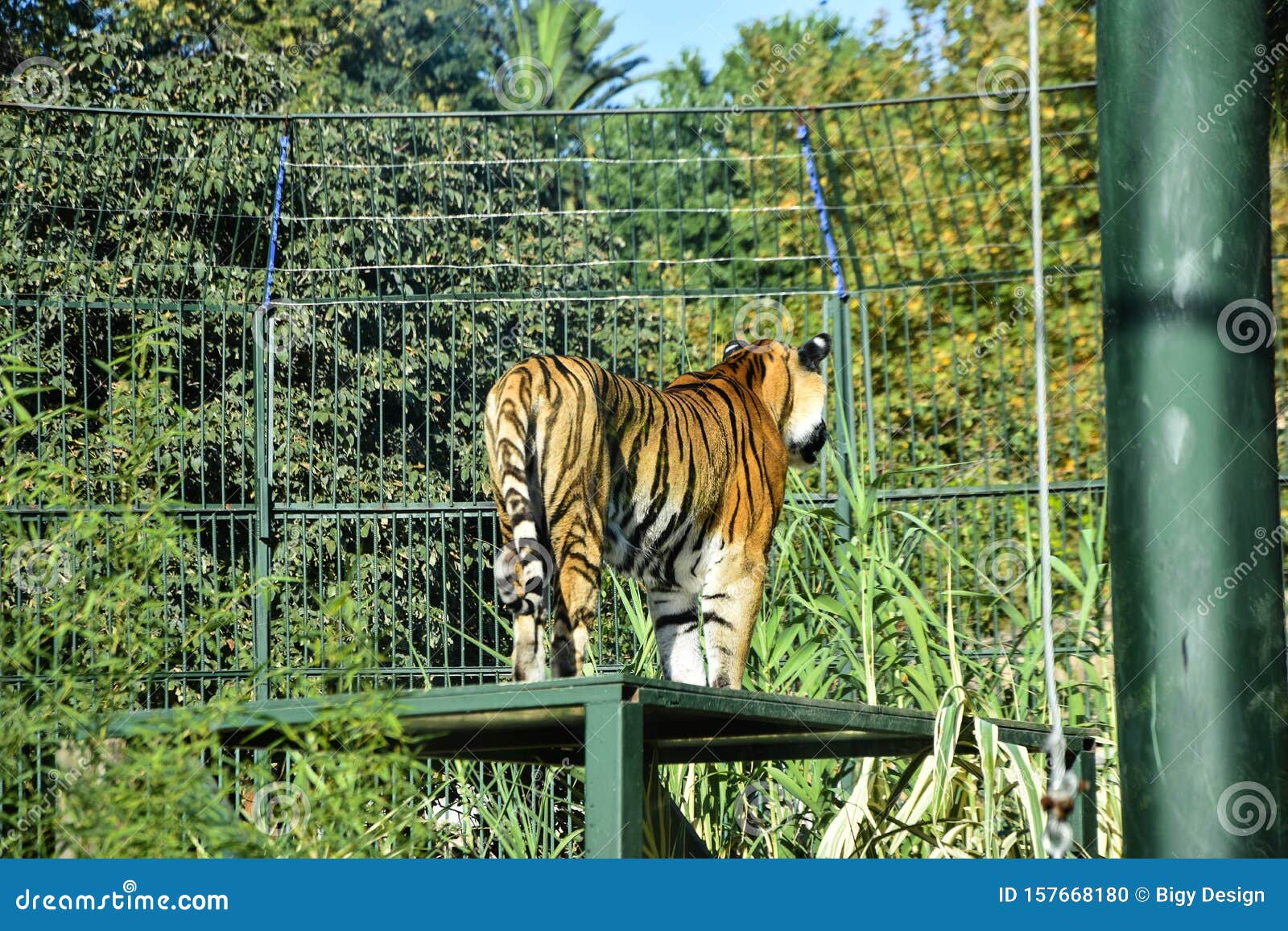 Bengal tiger in the zoo stock photo. Image of bengal - 157668180