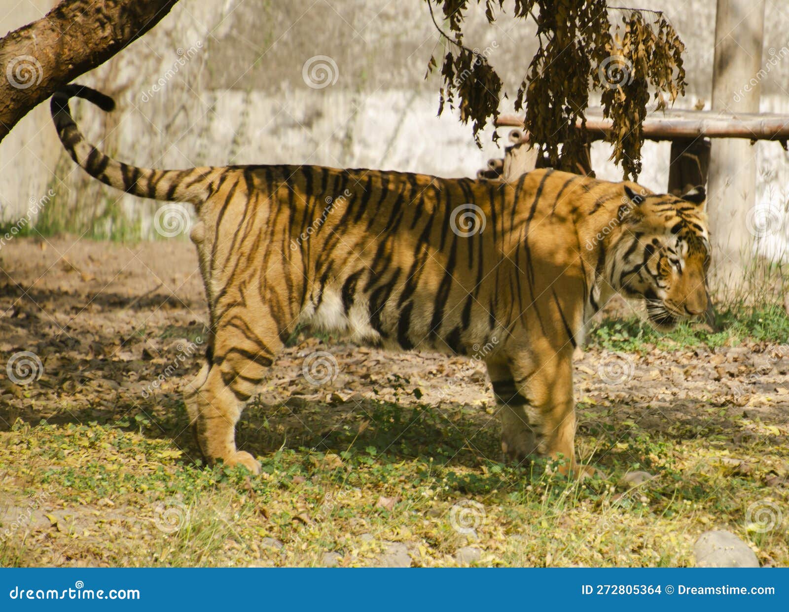 A bengal tiger at a zoo stock photo. Image of safari - 272805364
