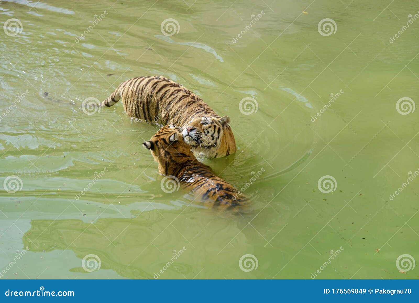 Bengal Tigers Playing in a River Stock Image - Image of carnivore, face ...