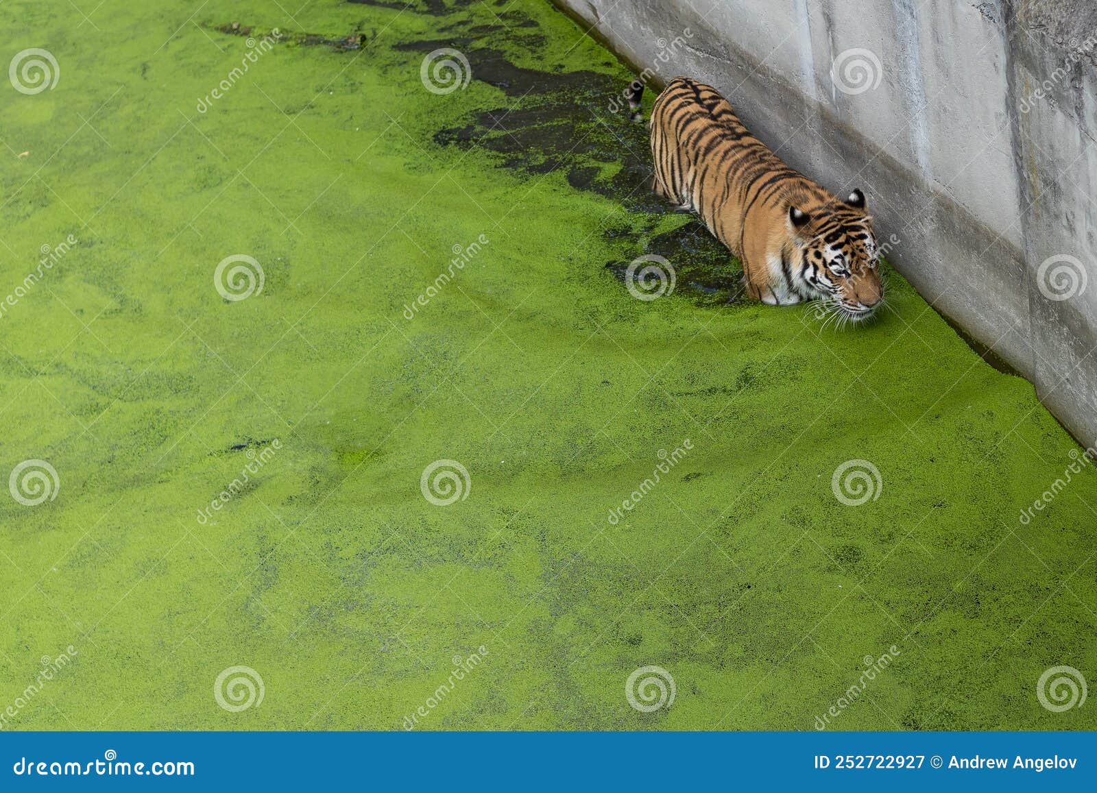 Bengal Tigers Relax in the Water Stock Image - Image of swimming, tree ...