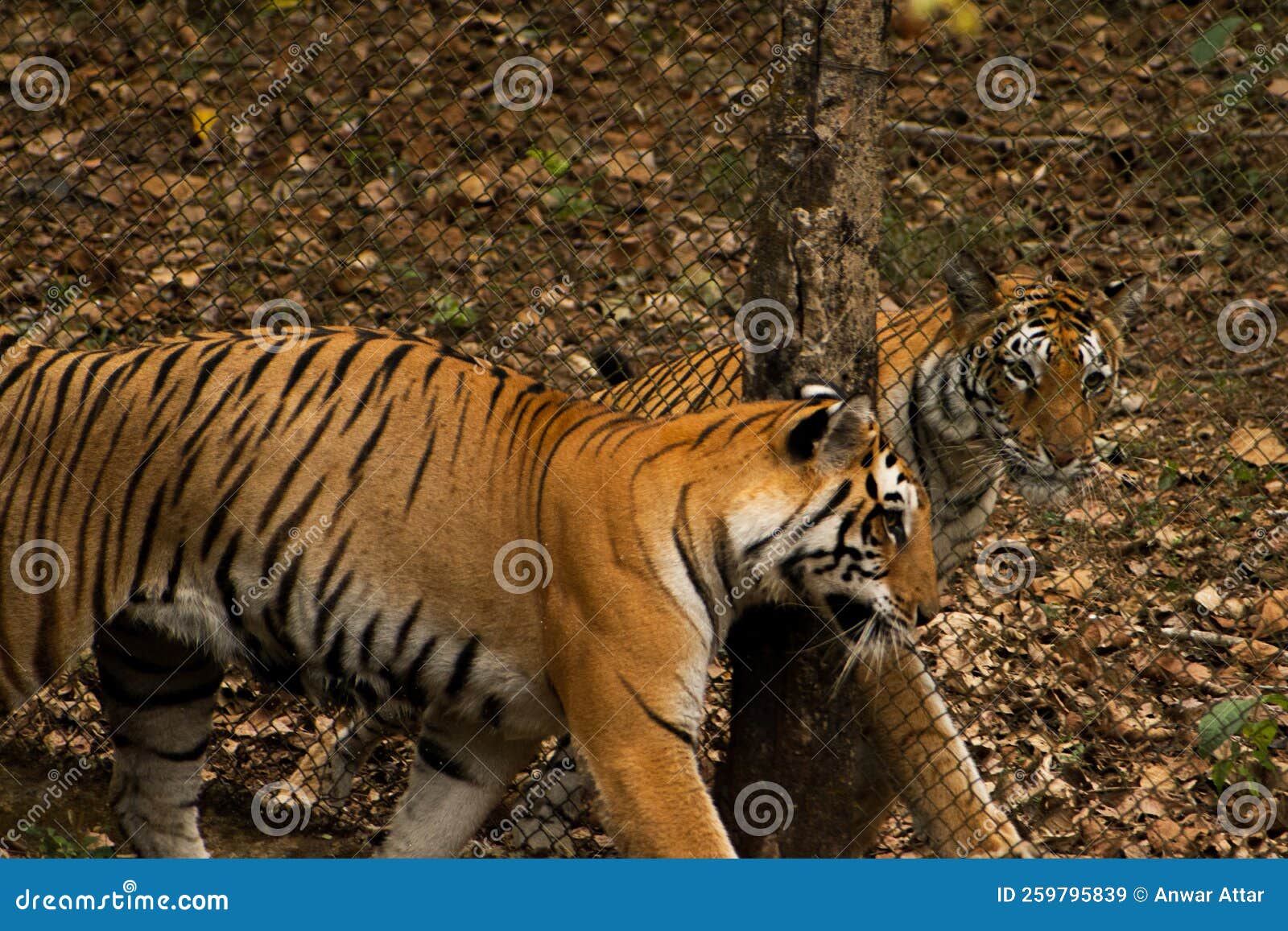 Bengal Tigers Walking Next To Each Other Separated by a Grid Fence in ... Bengal Tigers Walking Next To Each Other Separated by a Grid Fence in ...