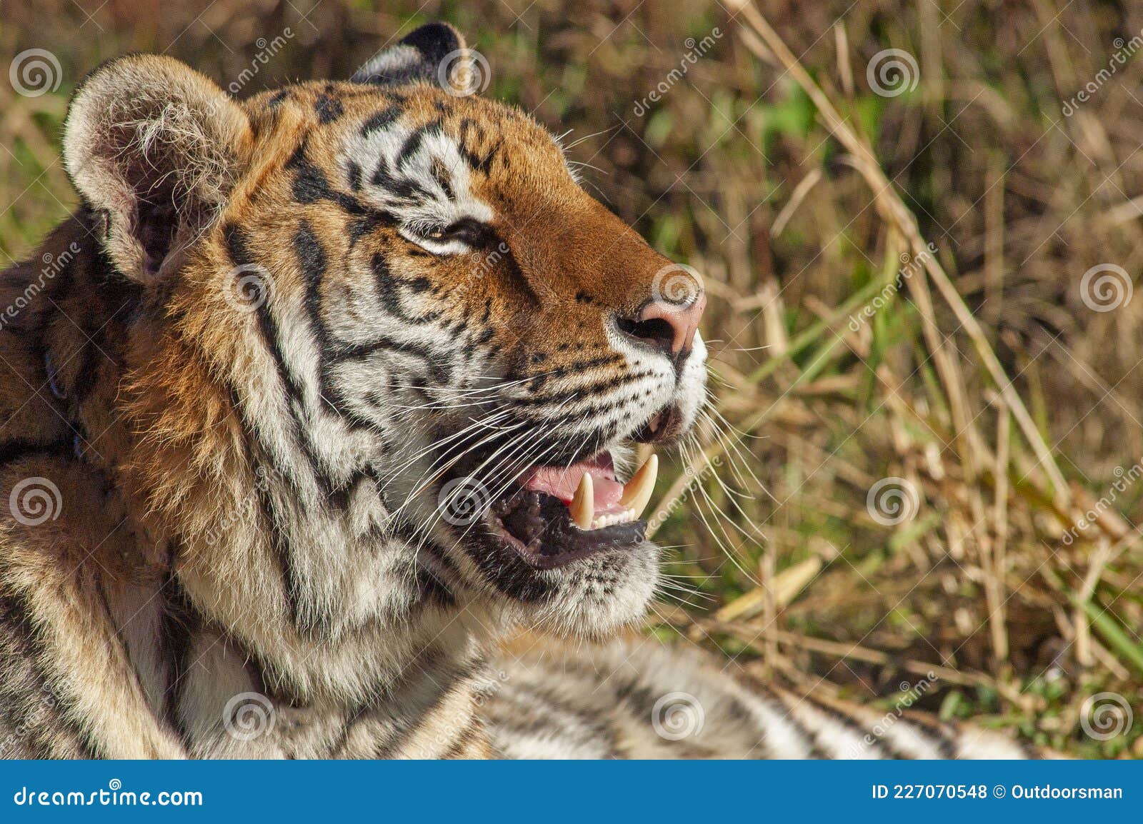Bengal tigress close up stock photo. Image of tigress - 227070548