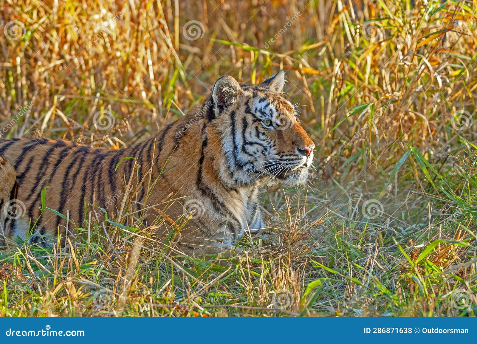 Bengal Tigress Lying in Grass Stock Photo - Image of animal, wildlife ... Bengal Tigress Lying in Grass Stock Photo - Image of animal, wildlife ...