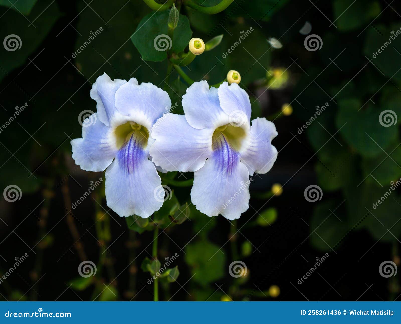 Bengal Trumpet Flowers Hanging on the Tree Stock Photo - Image of ...
