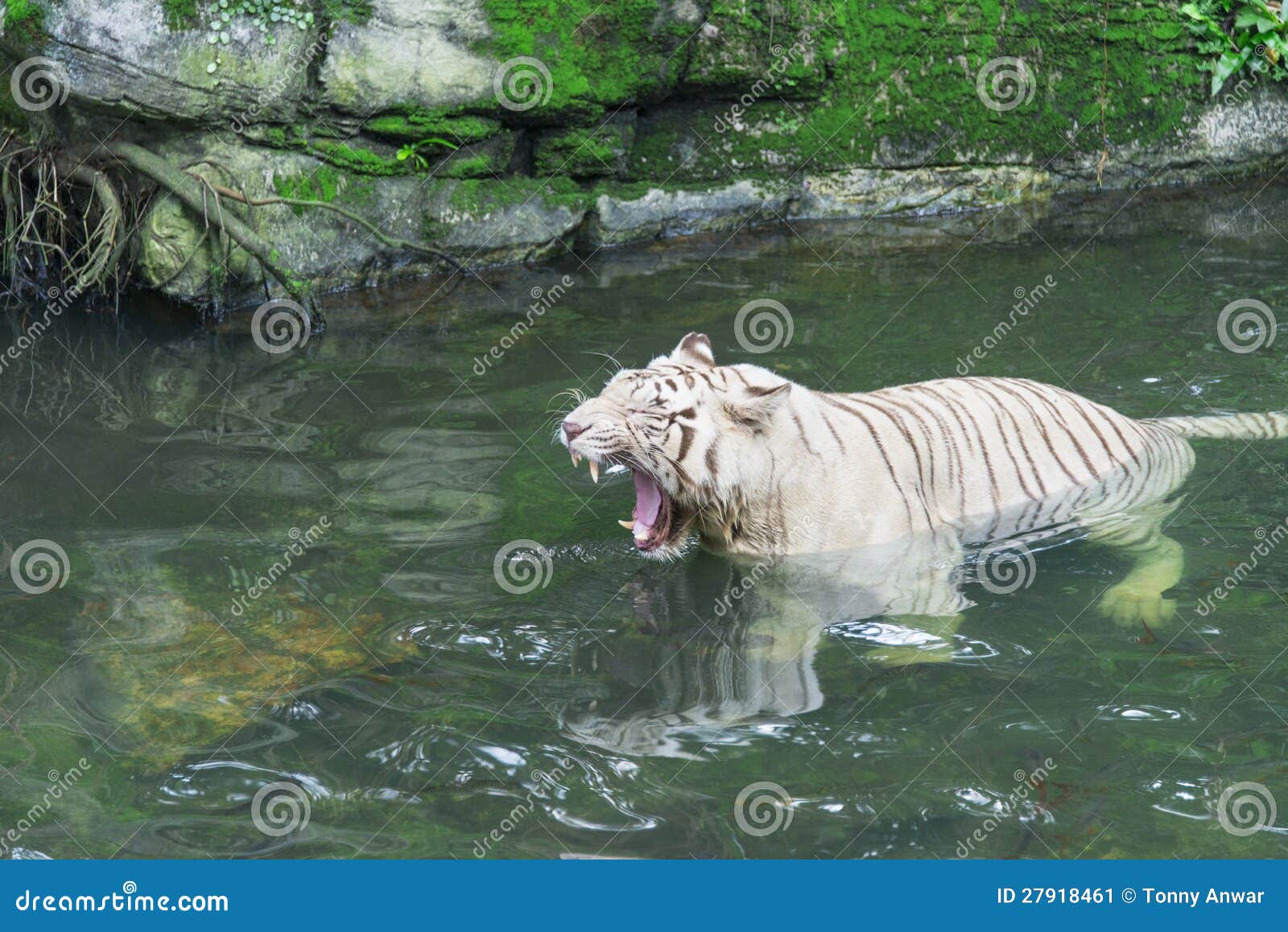 Bengal White Tiger Relaxing In The Summer Shade In A California Zoo ...