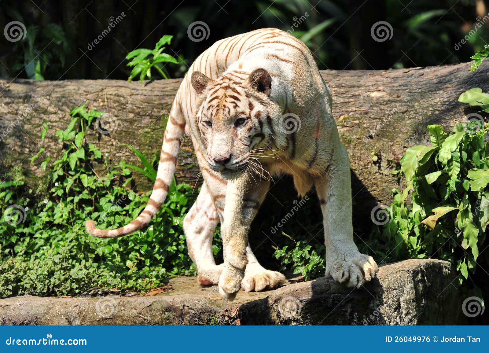 Bengal White Tiger on Alert Stock Photo - Image of habitat, specie ...