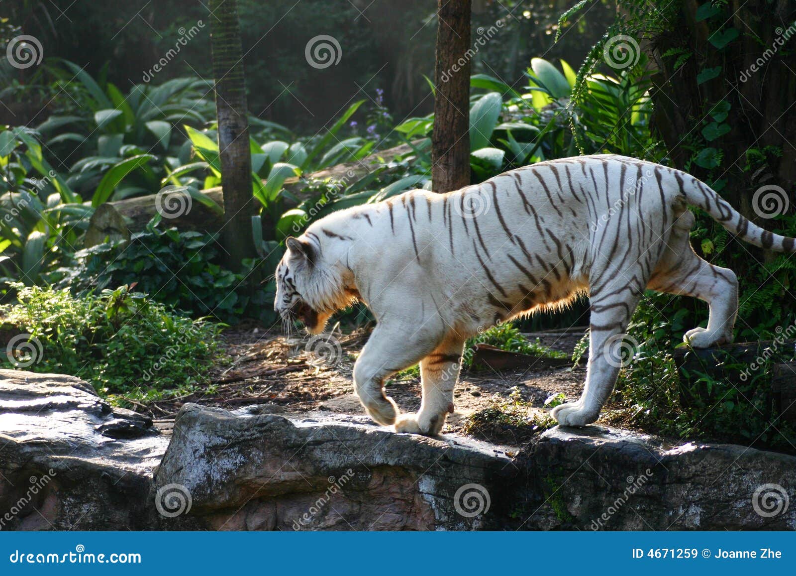 Bengal White Tiger Prowling Stock Image - Image of hunter, king: 4671259