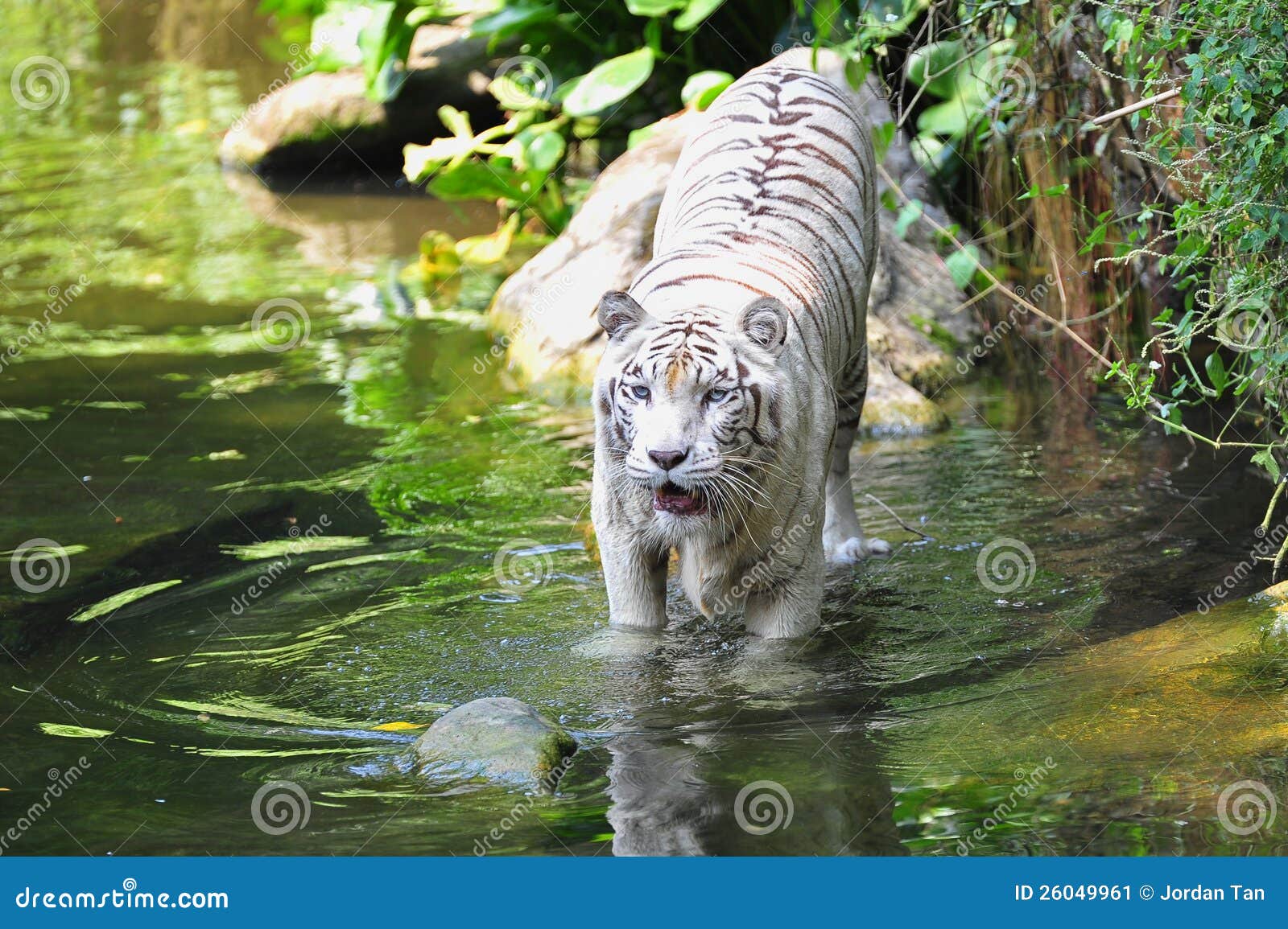 Bengal White Tiger In The River Stock Image - Image: 26049961
