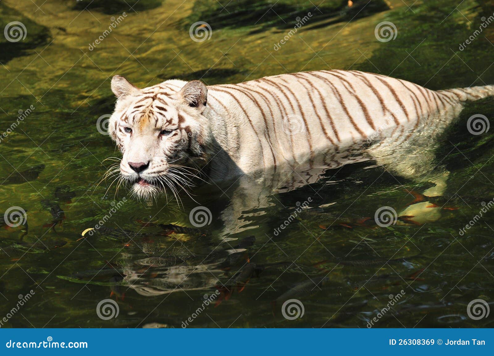 Bengal White Tiger in the River Stock Image - Image of swim, white ...