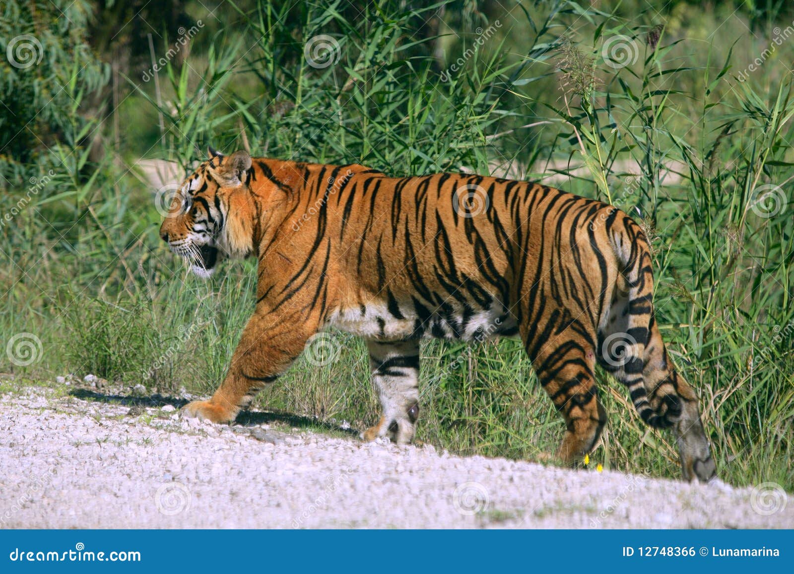 Bengala Tiger Outdoor Portrait Walking Stock Photo - Image of animal ...