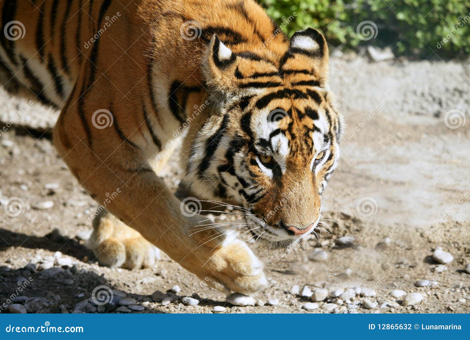 Bengala Tiger Outdoor Portrait Walking Stock Photo - Image of dangerous ...