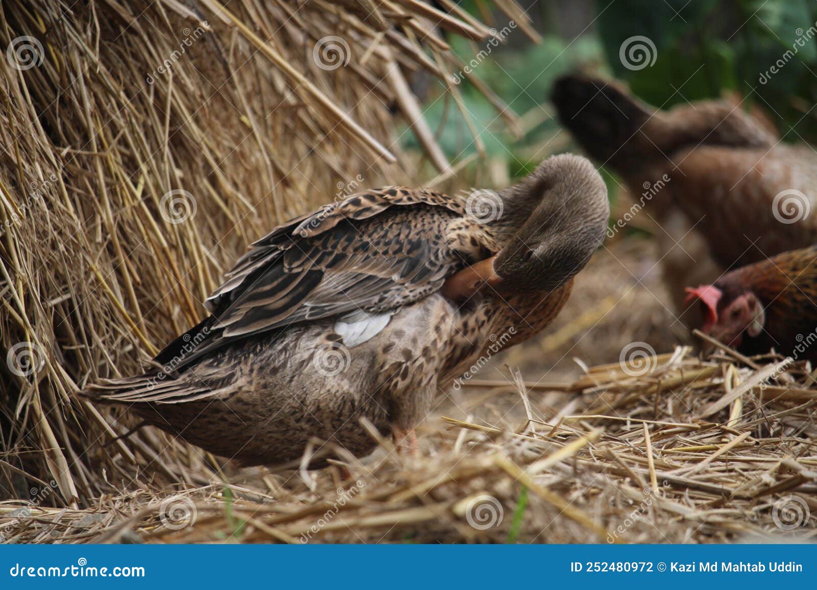 Bengali Native Duck of Different Colors Stock Photo - Image of native ...
