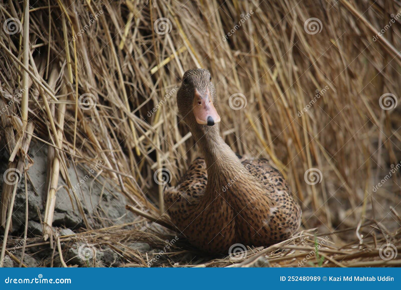Bengali Native Duck of Different Colors Stock Image - Image of aquatic ...
