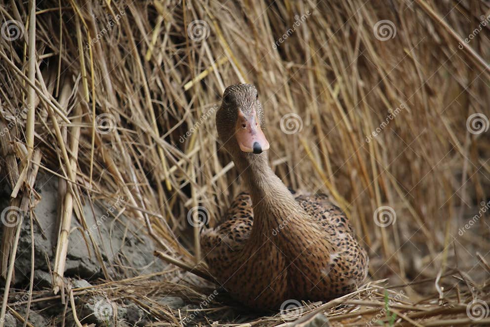 Bengali Native Duck of Different Colors Stock Image - Image of aquatic ...