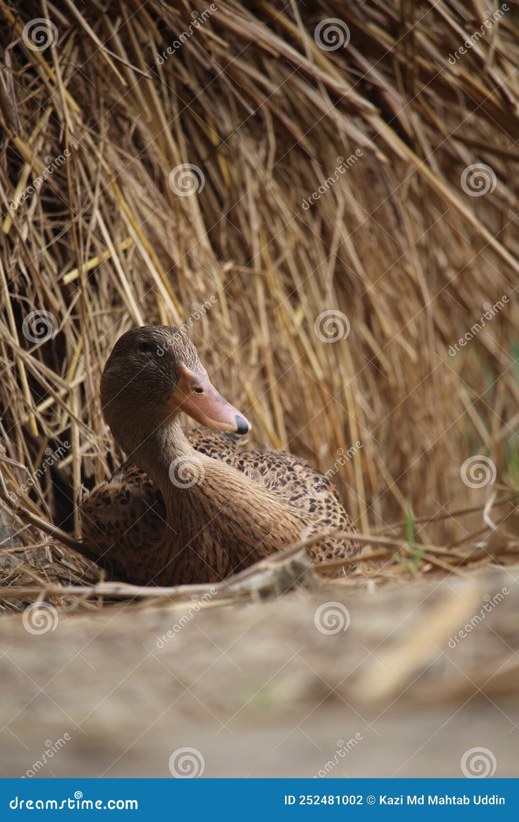 Bengali Native Duck of Different Colors Stock Photo - Image of mallard ...